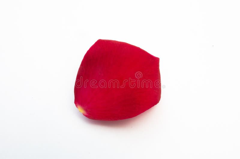 63,746 Single Rose Petal Photos - Free & Royalty-Free Stock Photos from ...