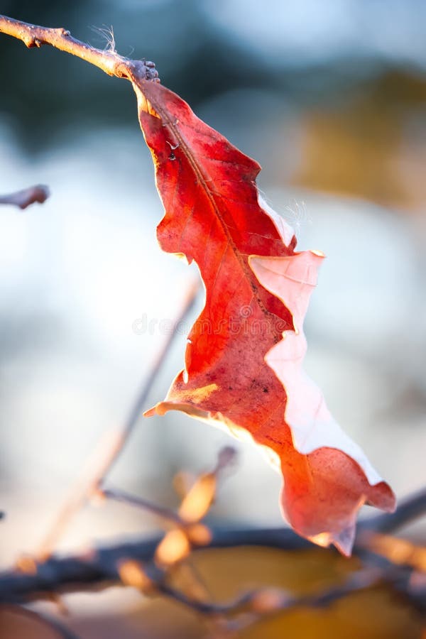 Single Red Pin Oak Leaf on the Plant in Winter Time Stock Image - Image ...