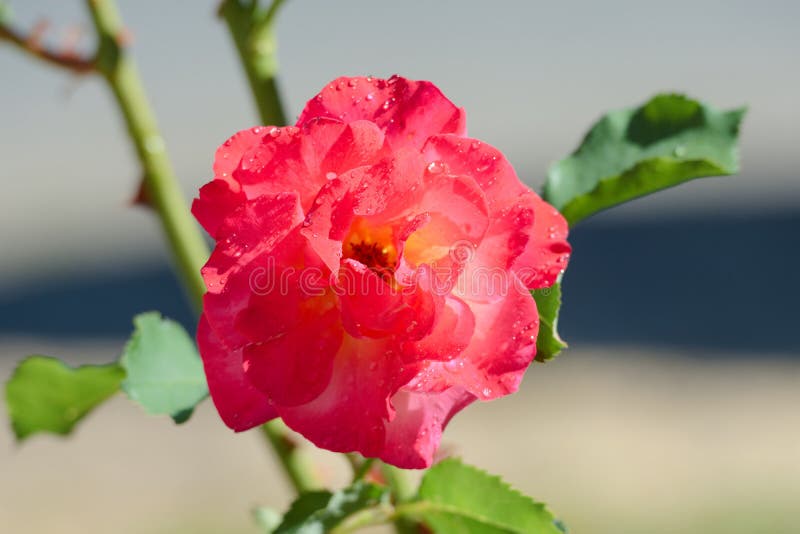 A Single Rose Growing on the Stem Stock Image - Image of flowers ...