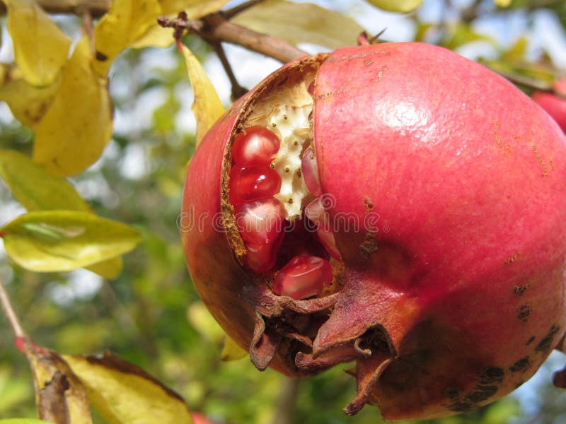 Single Red Pomegranate Fruit on the Tree in Leaves . Particular View of ...