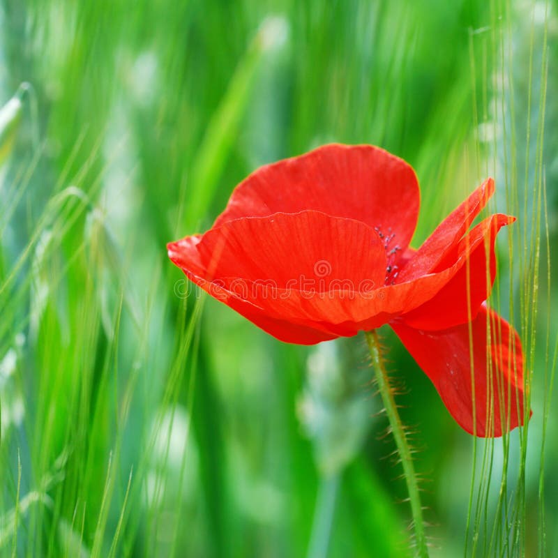 Single red poppy stock photo. Image of floral, flower - 17829122