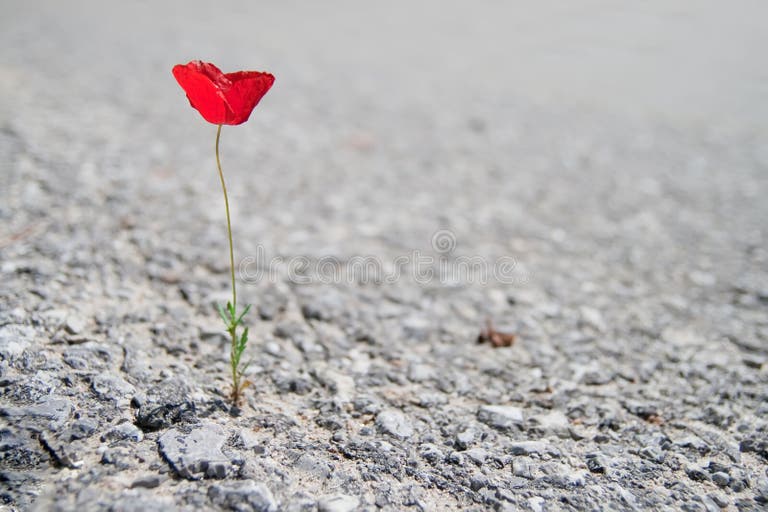 4,763 Single Red Poppy Blooming Stock Photos - Free & Royalty-Free ...