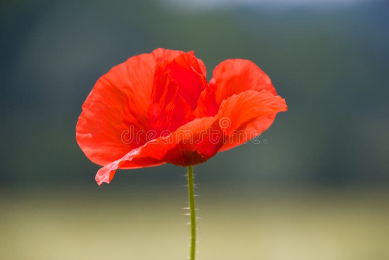 Single red poppy stock image. Image of beauty, plant - 117743531