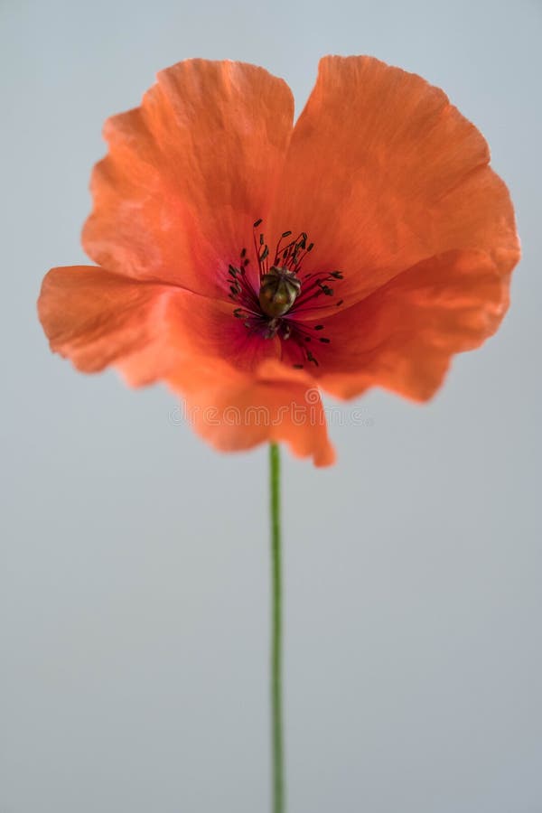Single Poppy Isolated on White Background Stock Image - Image of ...