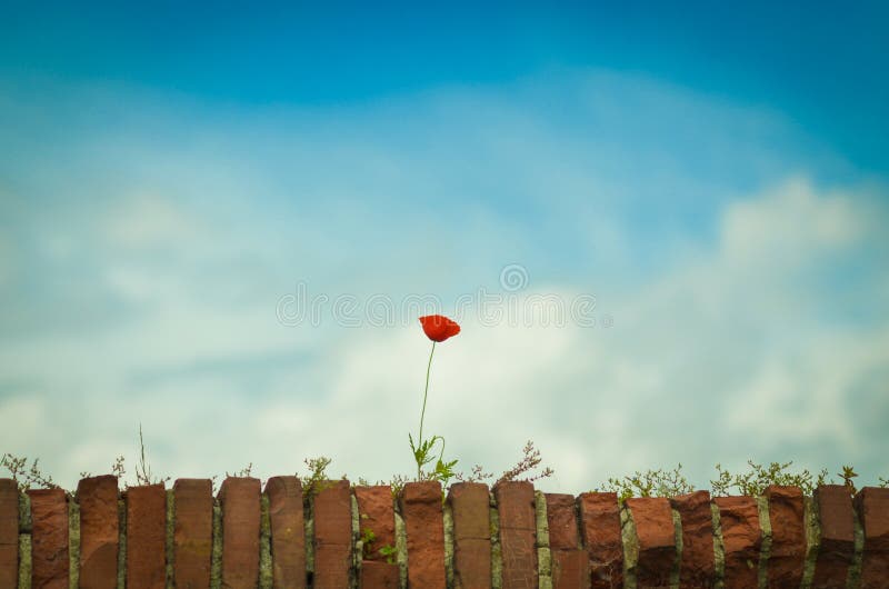 4,763 Single Red Poppy Blooming Stock Photos - Free & Royalty-Free ...