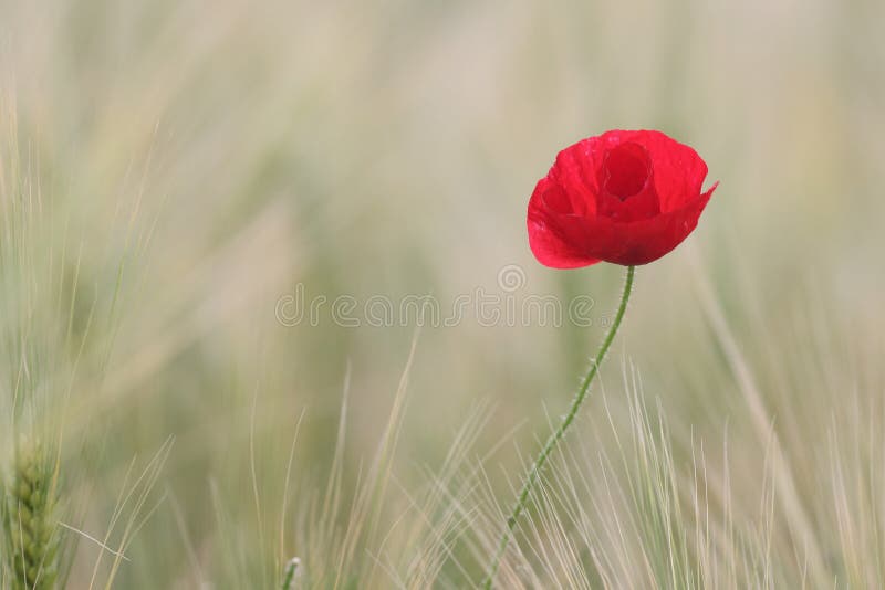 A Single Red Poppy in Spring Time. Stock Image - Image of bloom, flora ...