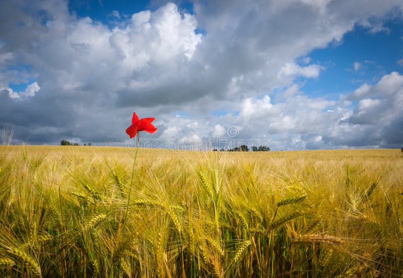 A Single Red Poppy Stands in Front of a Field of Grain Stock Photo ...