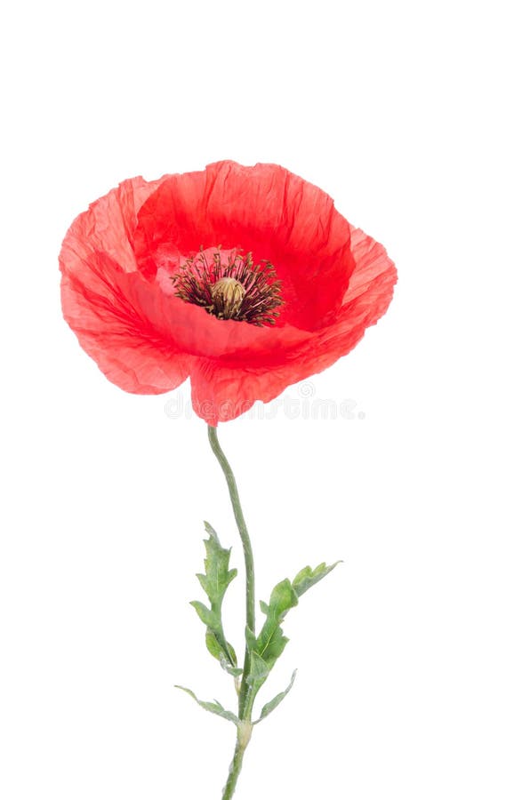 Single red poppy stock image. Image of natural, floral - 60451065