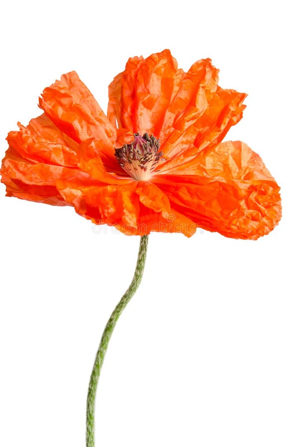 Single red poppy stock photo. Image of beautiful, plain - 66875994