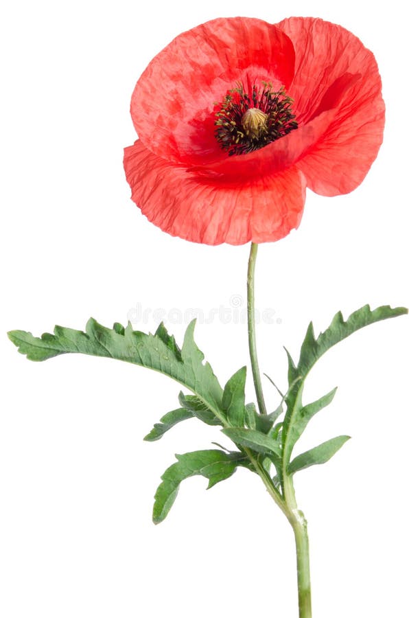 Single red poppy stock image. Image of field, decorative - 68466361