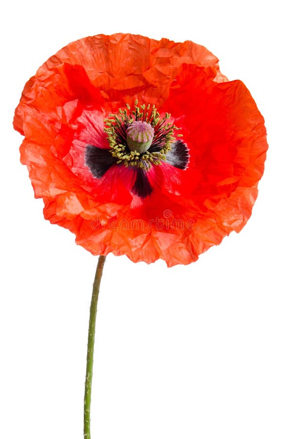 Single red poppy stock image. Image of pretty, natural - 68973447