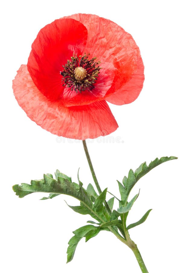 Single red poppy stock image. Image of poppy, plain, isolated - 84272317