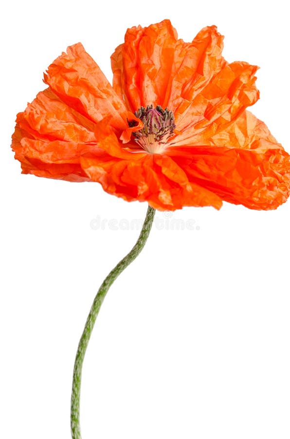 Single red poppy stock photo. Image of flower, decorative - 86427056