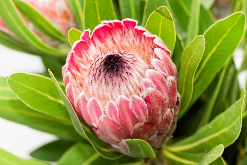 Protea stock photo. Image of blossom, flower, isolated, closeup - 53534