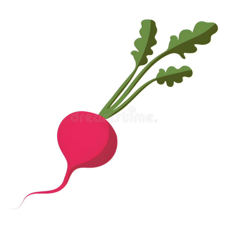 Single Red Radish with Green Stem, Centrally Positioned on a White ...