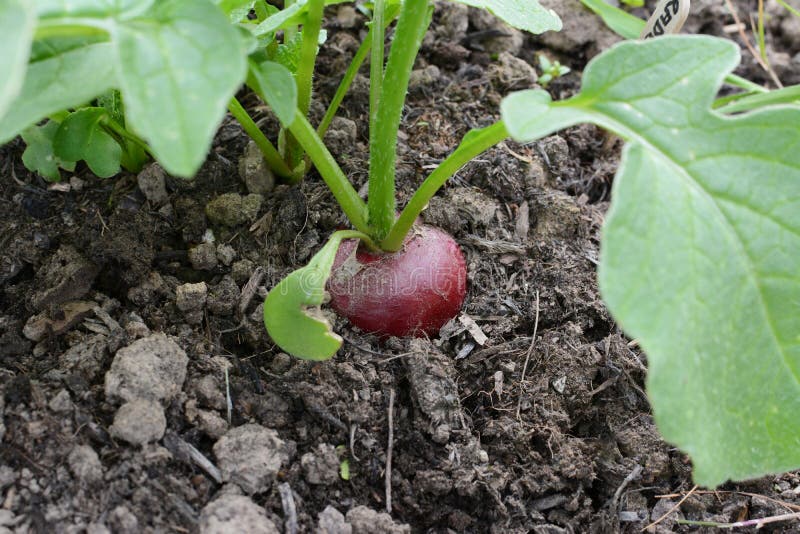 Single Red Radish Growing in the Soil of a Vegetable Bed Stock Image ...