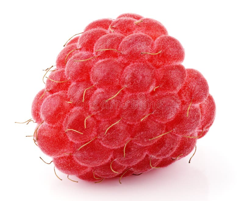 Single Red Raspberry Fruit on White Stock Image - Image of healthy ...