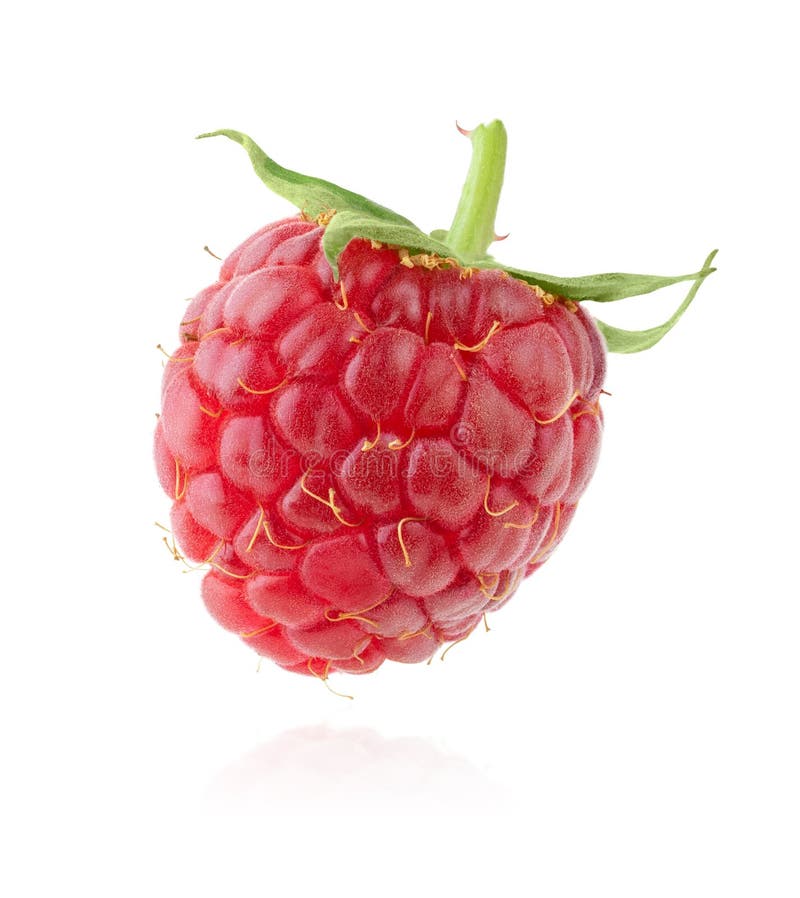 Single Red Raspberry Isolated on White Background. Stock Photo - Image ...