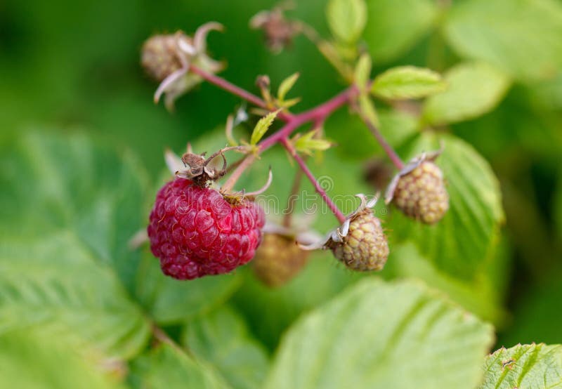 A Single Red Raspberry is Sitting on a Leaf Stock Image - Image of food ...