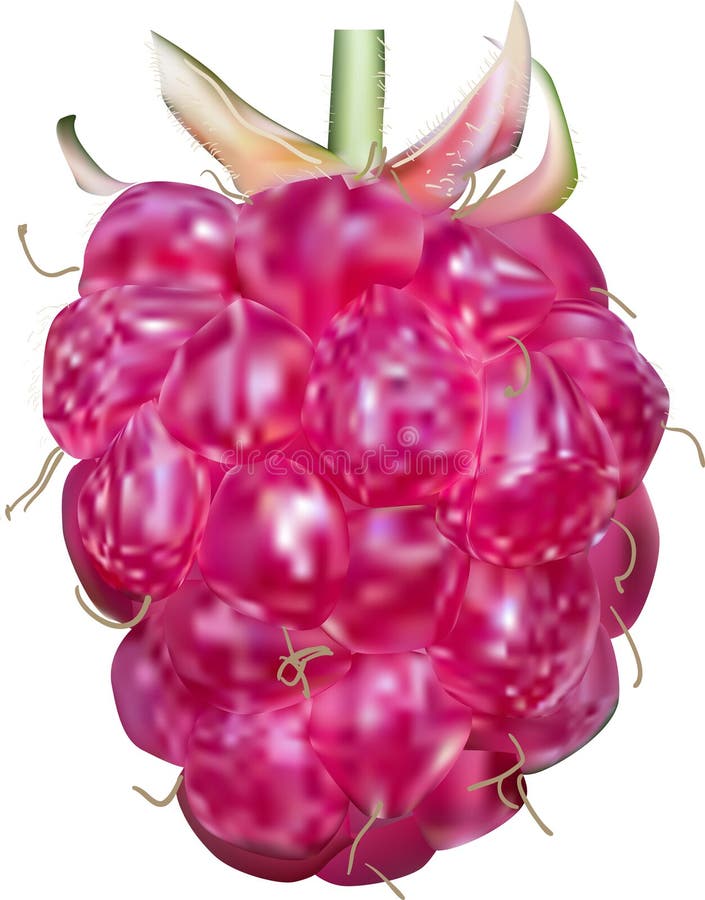 Ripe raspberry stock vector. Illustration of raspberry - 18778545