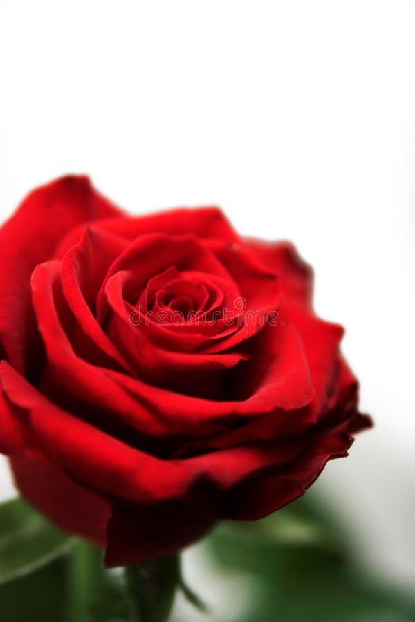 Single red rose stock photo. Image of bouquet, thorn, rose - 1114930