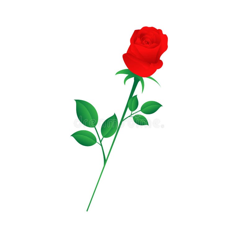 Single Red Rose Stock Illustrations – 30,867 Single Red Rose Stock ...