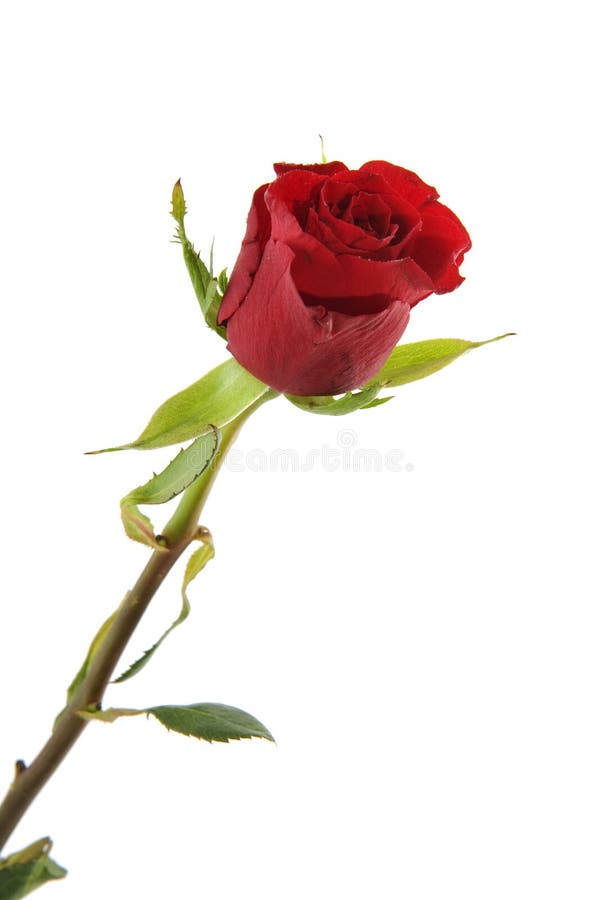 Single red rose stock photo. Image of passion, leaves - 13224510