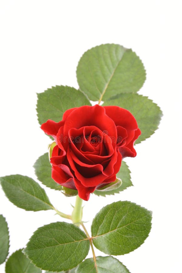 Daffodils and iris bouquet stock photo. Image of petal - 8660512