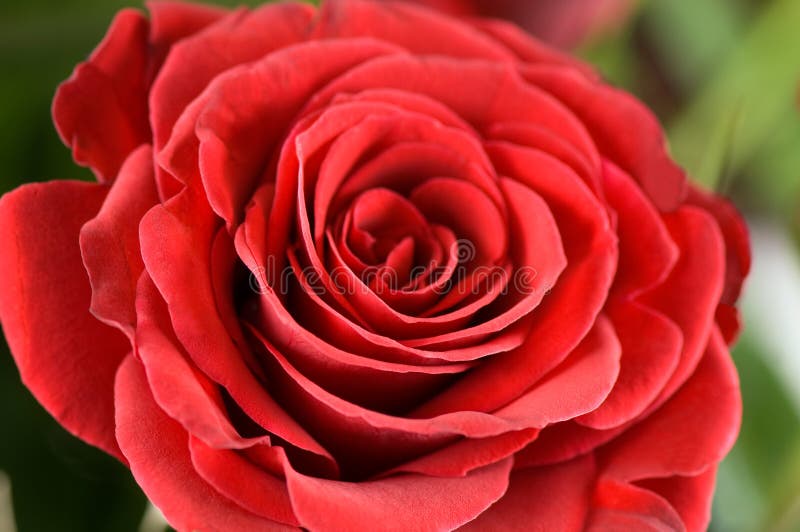 Single Red Rose stock photo. Image of color, nature, flower - 14370688