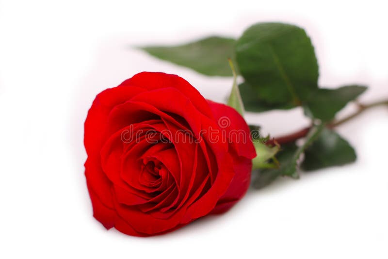Single red rose stock photo. Image of love, rose, nature - 18414892