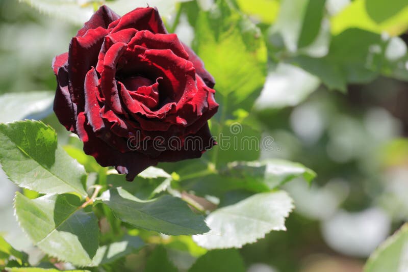 Single red rose stock image. Image of plant, grass, outdoor - 219245109