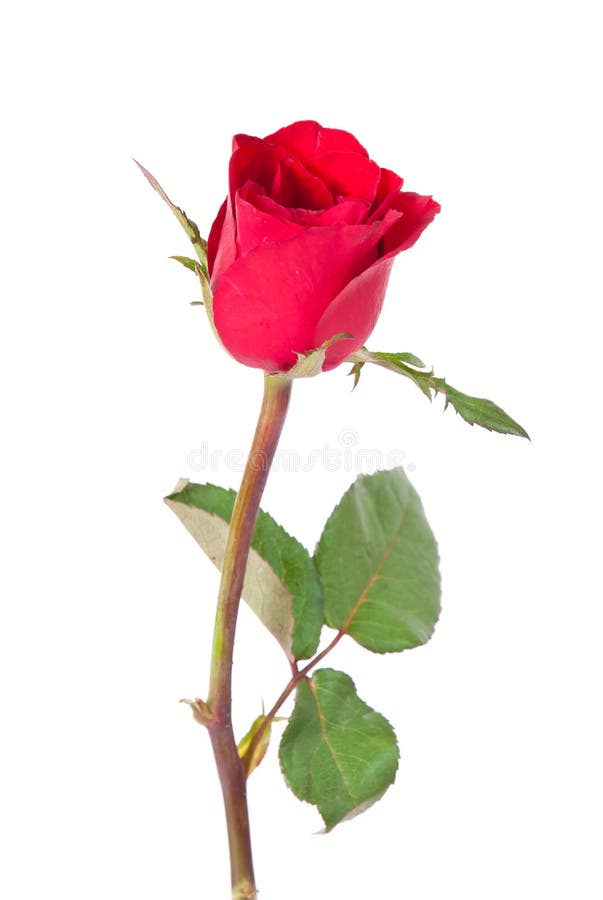 Long Stem Rose stock image. Image of long, backdrop, isolated - 1999549
