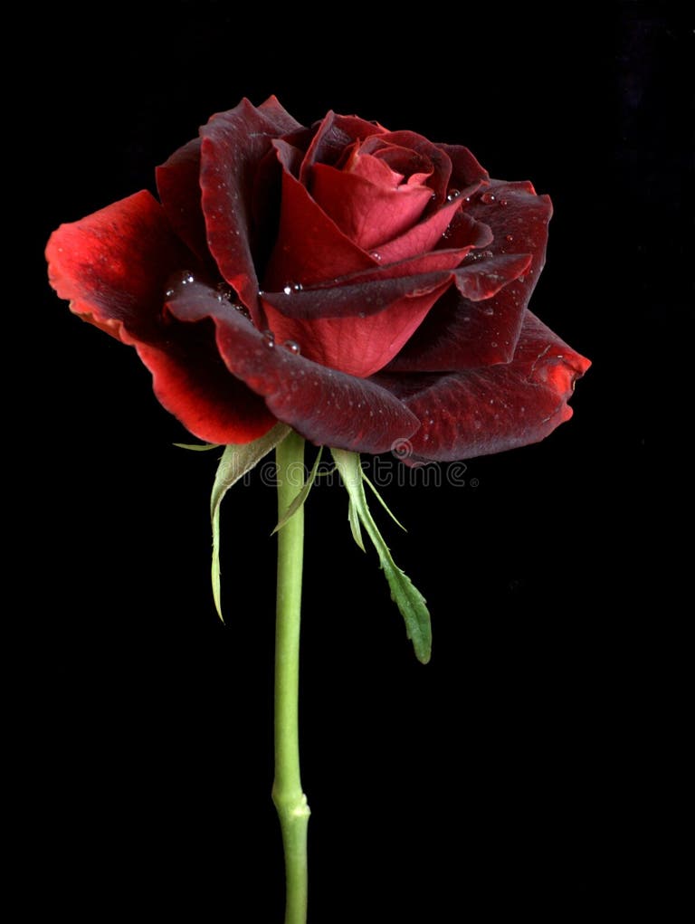 250 Single Stemmed Flower Stock Photos - Free & Royalty-Free Stock ...