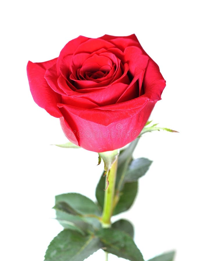 Single rose stock image. Image of nature, green, beautiful - 28686979