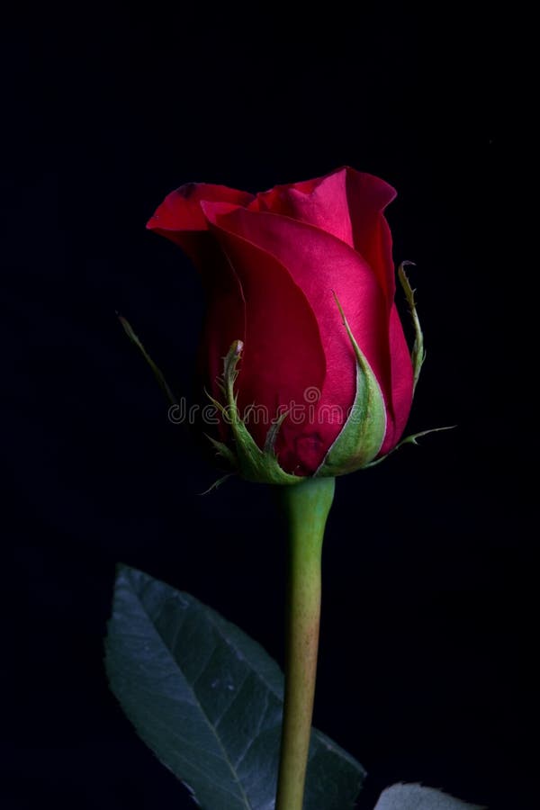 A single red rose. stock photo. Image of valentines, flora - 7062548