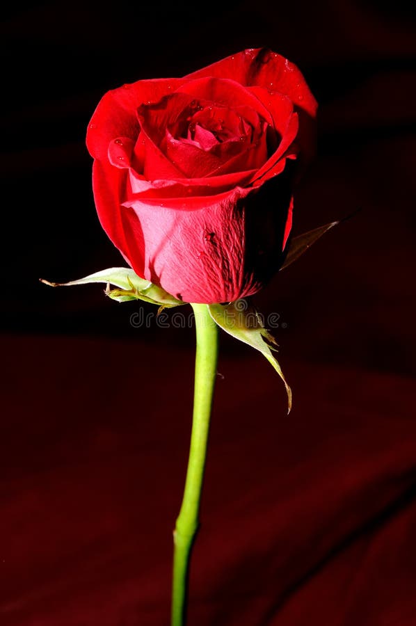 Single Red Rose stock image. Image of petals, blooming - 8209291