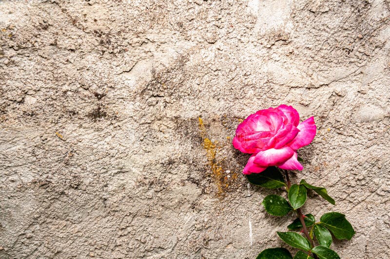 Single Red Rose Growing Concrete Stock Photos - Free & Royalty-Free ...