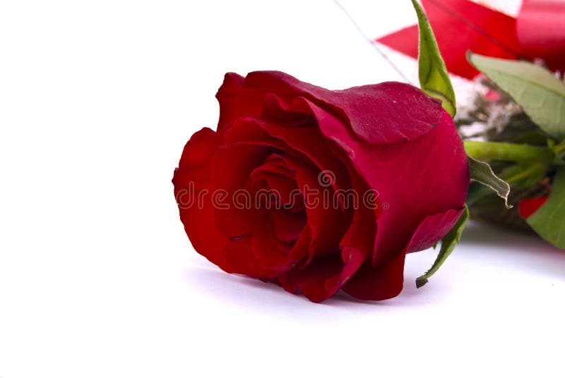 1+ Single red rose against white backround Free Stock Photos ...