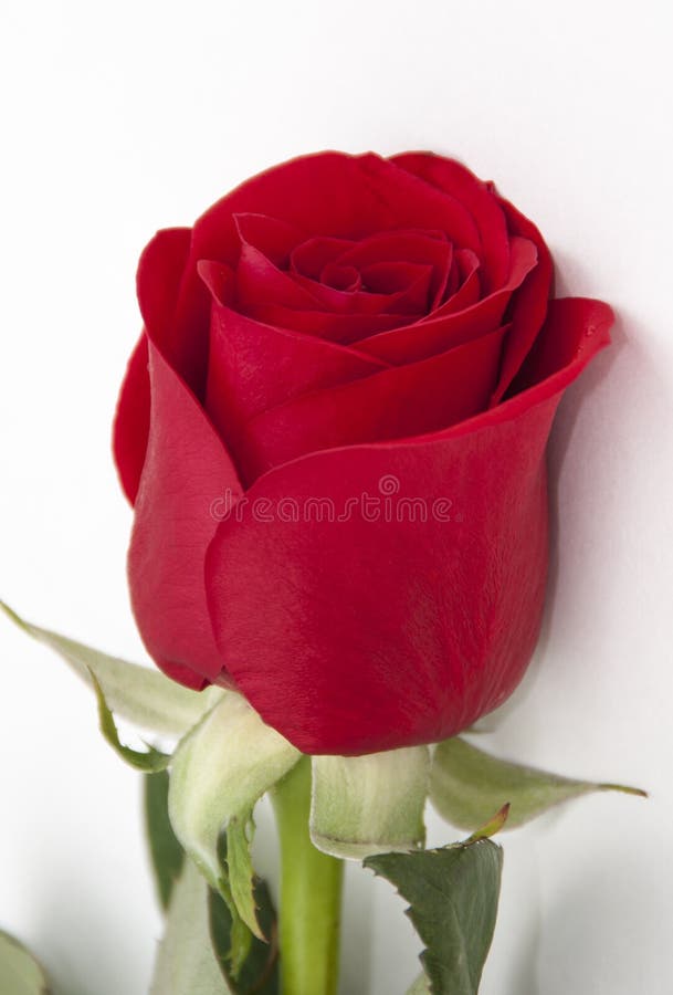 Single red rose stock image. Image of love, plant, flower - 37466243