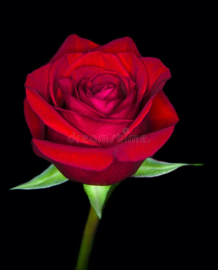 67,963 Single Red Rose Stock Photos - Free & Royalty-Free Stock Photos ...