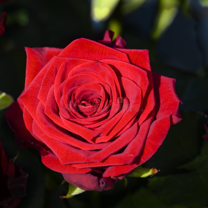 Single Red Rose in a Dark Square with Green Lights Symbol of Love and ...