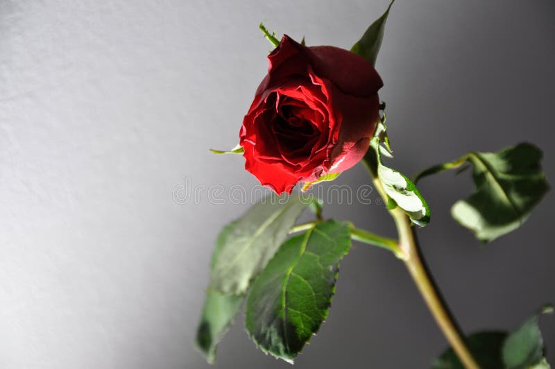 A Single Red Rose in Bloom Against a White Wall with Deep Shadows and ...
