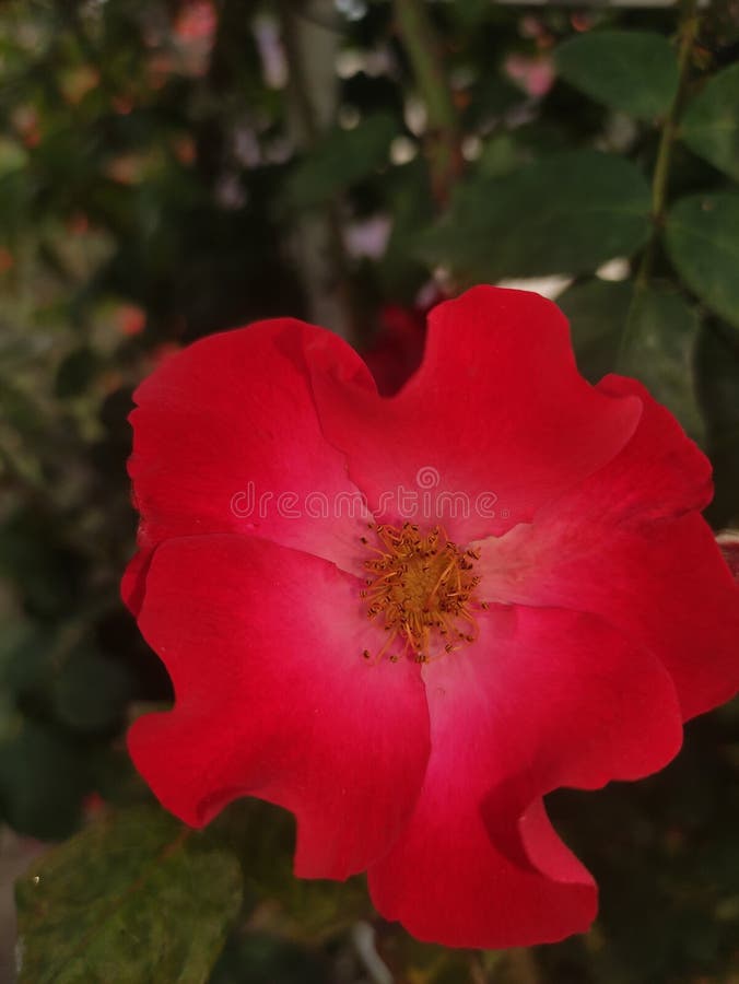 A Single Red Rose Blooms in a Lush Garden. Vertical Mobile Photo ...