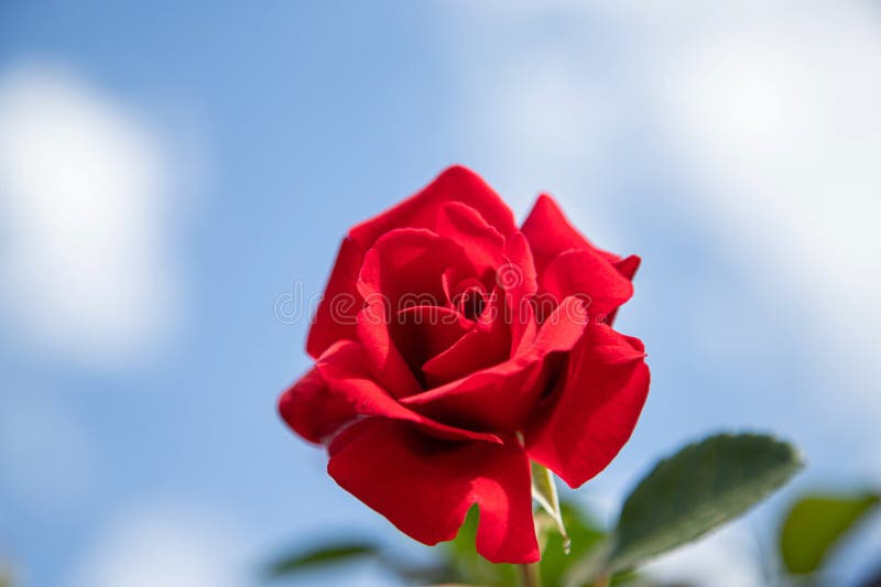 A Single Red Rose with a Blue Sky in the Background Stock Illustration ...