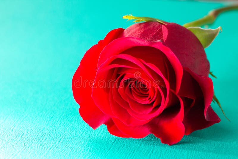 Single Red Rose on a Blue Table Stock Photo - Image of copy, bloom ...