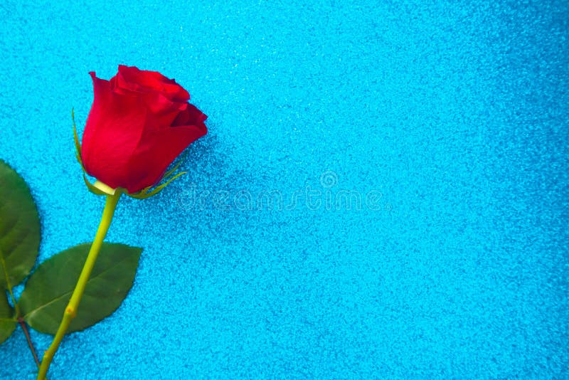 Single Red Rose on a Blue Table Stock Image - Image of blooming ...