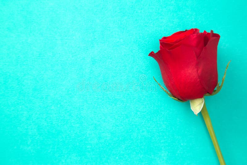 Single Red Rose on a Blue Table Stock Image - Image of blank, backdrop ...