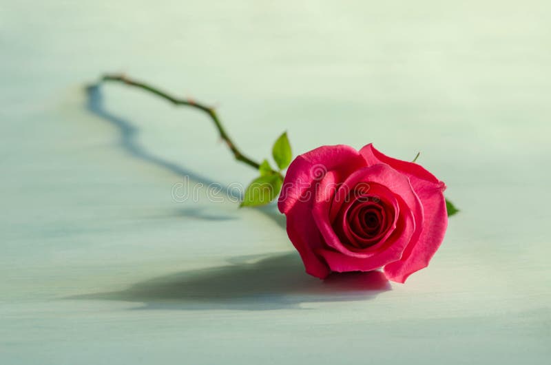 Single Red Rose on Blue Table Stock Photo - Image of petal, flower ...