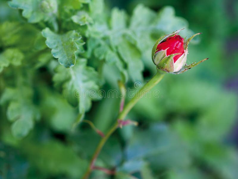 Single red rose bud stock photo. Image of close, blossom - 17431028