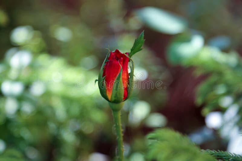 Single Red Rose Bud in the Garden Stock Photo - Image of rose, beauty ...